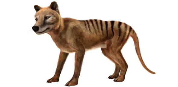 Can You Identify These Following Extinct Animals? Quiz - Quiz & Trivia